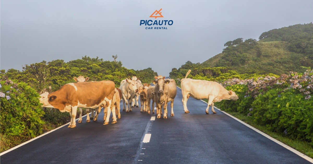 FAQs Car Rental Pico Island | Car Hire FAQs Azores | Picauto